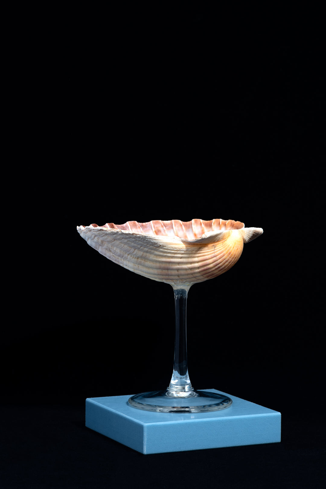 Shell Glass | Centa