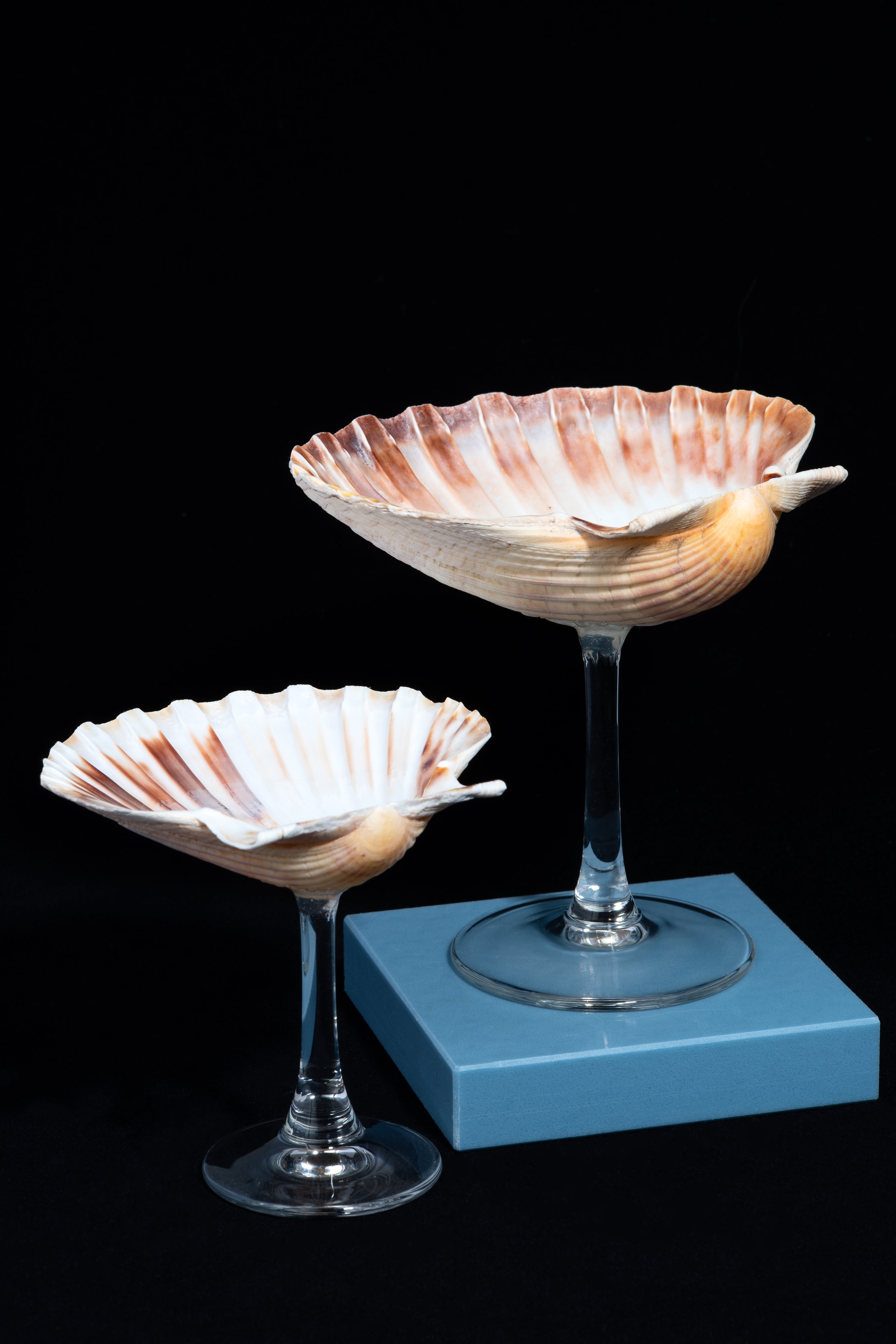 Shell Glass | Centa